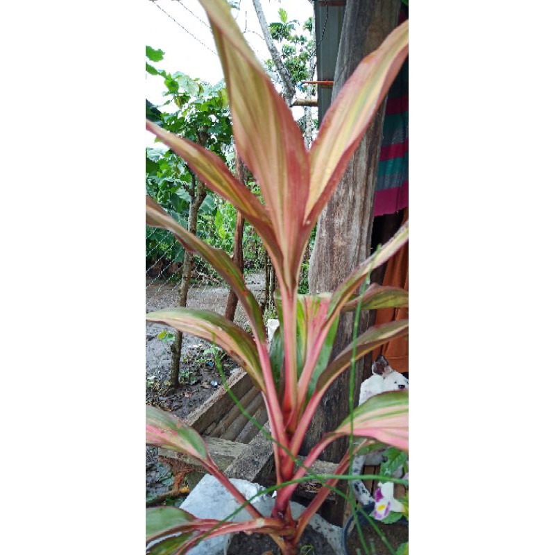 TI PLANTS (with roots) | Shopee Philippines