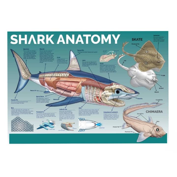 Shark Anatomy, Laminated Educational Charts and Diagrams for Kids and ...