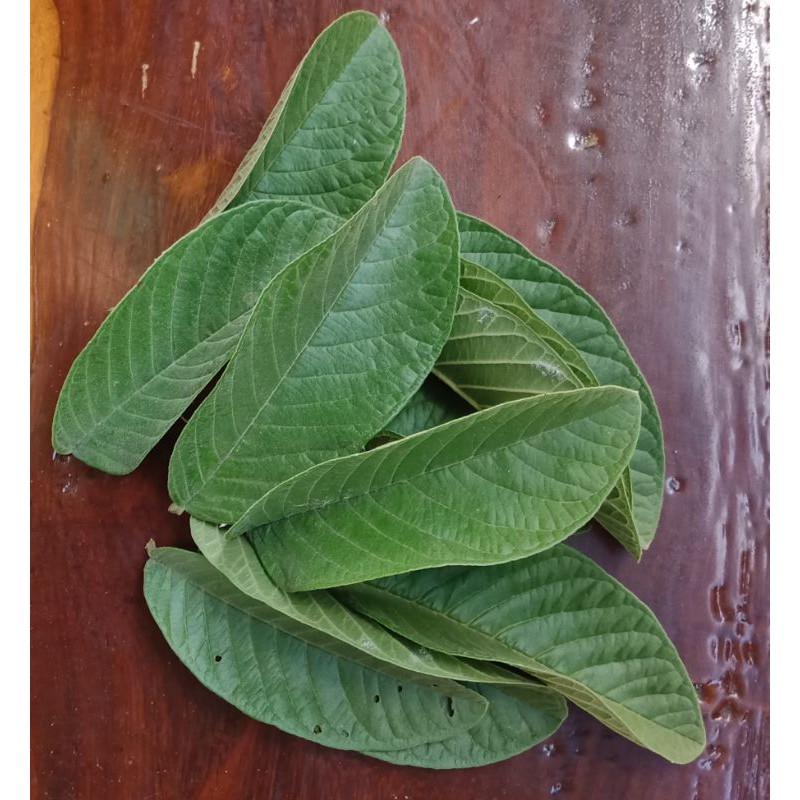 Fresh Guava Leaves (100 pieces and more) | Shopee Philippines