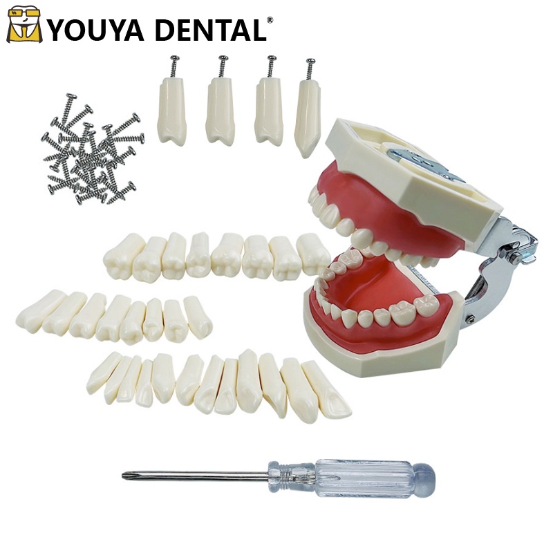 28/32pc Dental Teeth Model Resin Teeth Tooth Particles For Dental ...