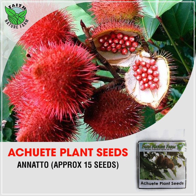 Achuete Plant Seeds / Annatto ( approx 15 seeds ) | Shopee Philippines