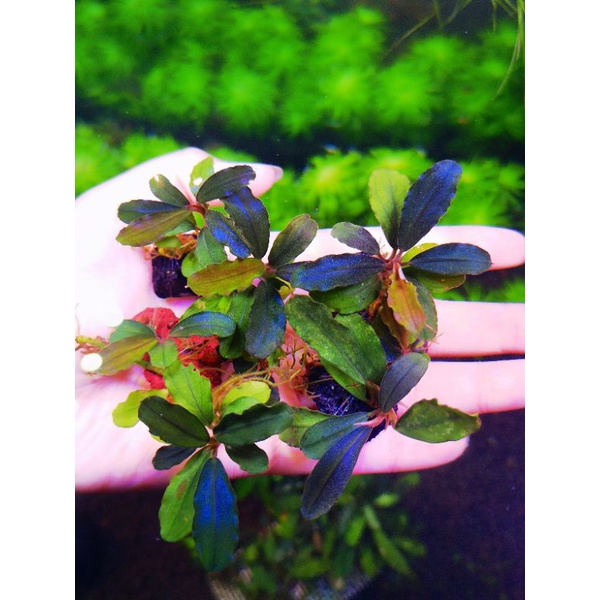 Bucephalandra Super Super Blue Blue Water Leaf Leaf 1 Rare Tree ...