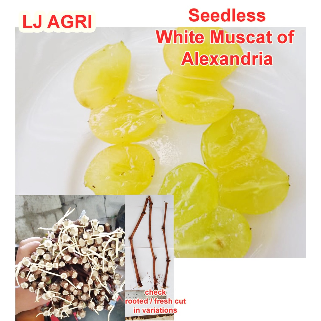 buy 1 take 2 Rooted Grapes plants cuttings may ugat buhay red blue ...