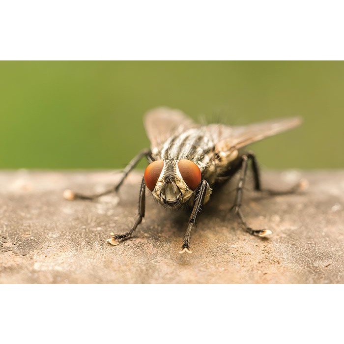 Resigen EC Bayer Permethrin Fogging Solution for Mosquito Control and ...