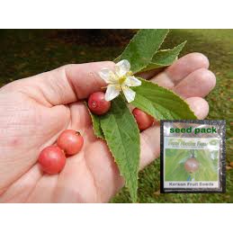 Kerson Fruit Seeds Mansanitas ( Approx 100 seeds ) | Shopee Philippines