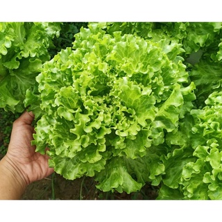 Olmetie Batavia Lettuce RZ 100 pelletized seeds | Shopee Philippines