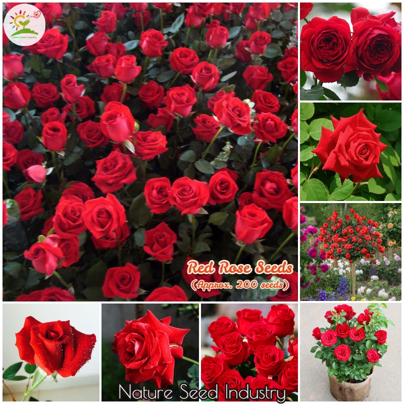 Red Rose Flower Seeds for Planting 10 seeds - Bonsai Plant Seed Flower ...