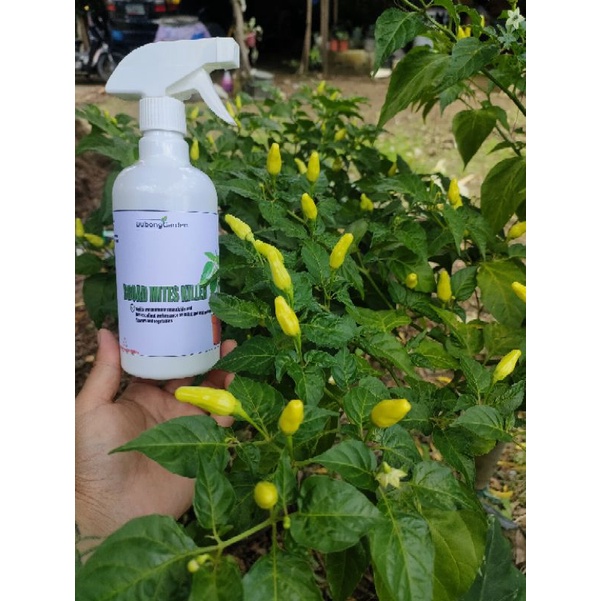 Broad Mites Super Killer | Shopee Philippines