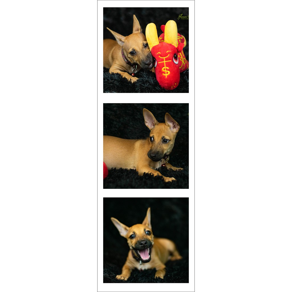 Photo Strips print inspired (2in x 6in) 3 pics in one strip | Shopee ...