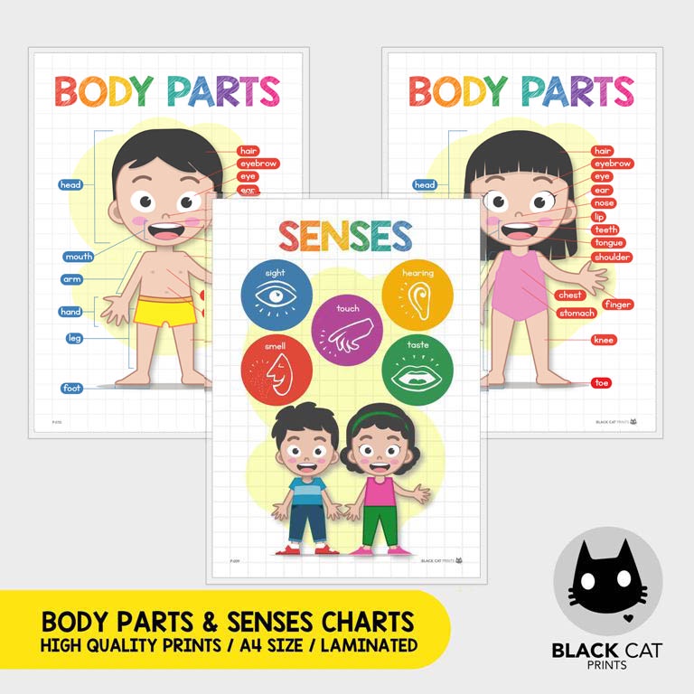 Body Parts Senses Educational Chart Poster (A4 Size / High Quality ...