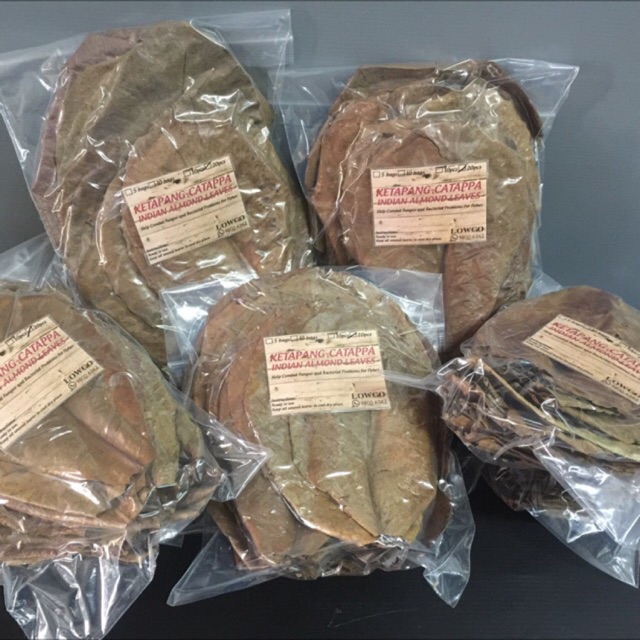 Dried Talisay Leaves for Aquarium Needs (15-20 sun dried leaves ...