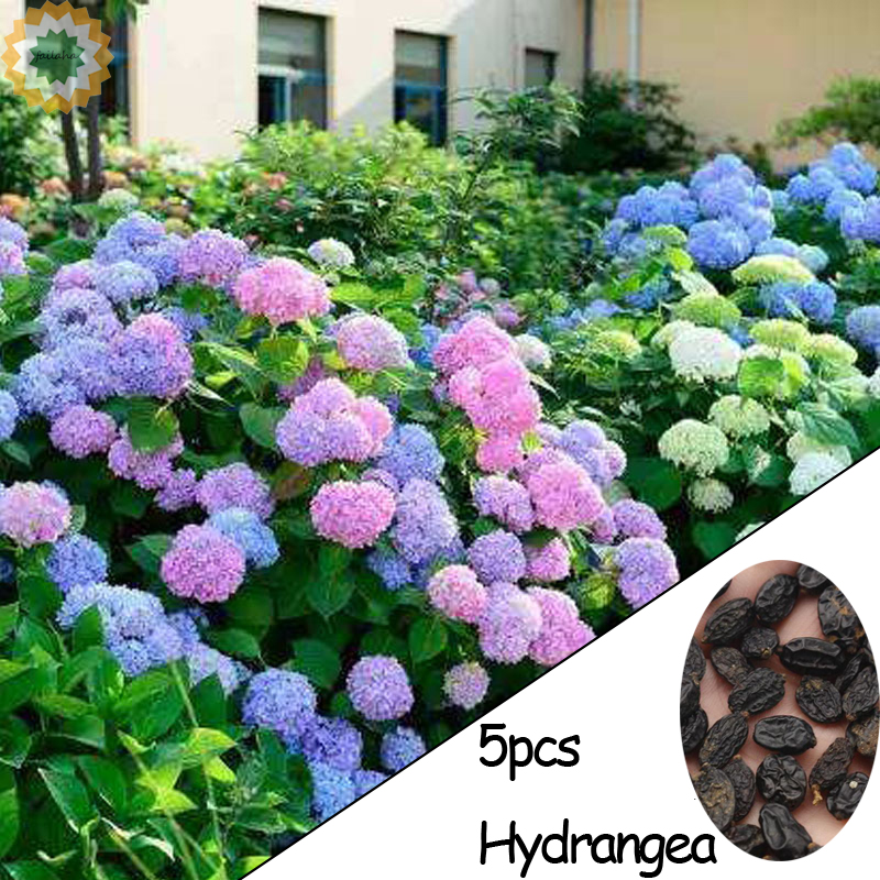 【COD】5pcs Beautiful Garden Potted Blue Hydrangea Flower Seed Flower Plant Rare Seeds | Shopee ...