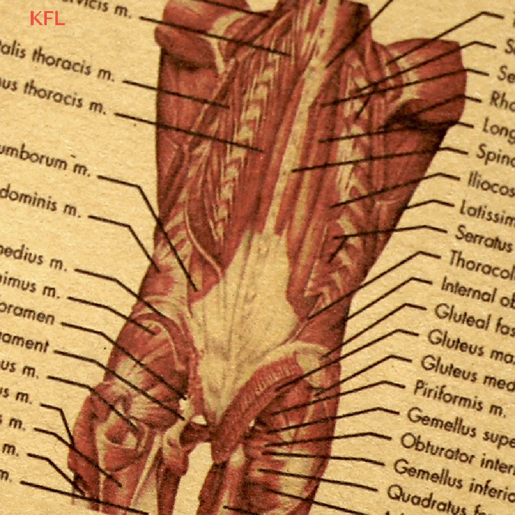 (KFL) Spinal Column Chart Poster Human Anatomy Knee Posters Wall Art ...