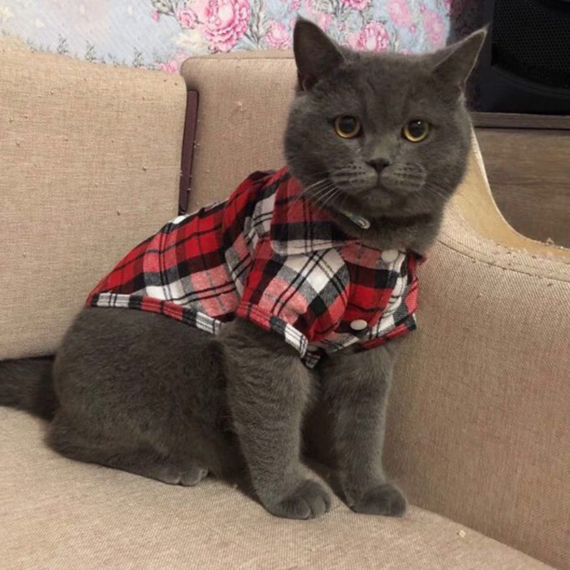 Plaid Cat Clothes Autumn Winter Pet Clothing for Small Cats Dogs Cat ...