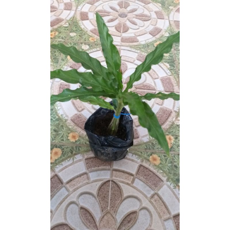 Calathea Rufibarba Blue Grass (LUZON AREA ONLY) | Shopee Philippines