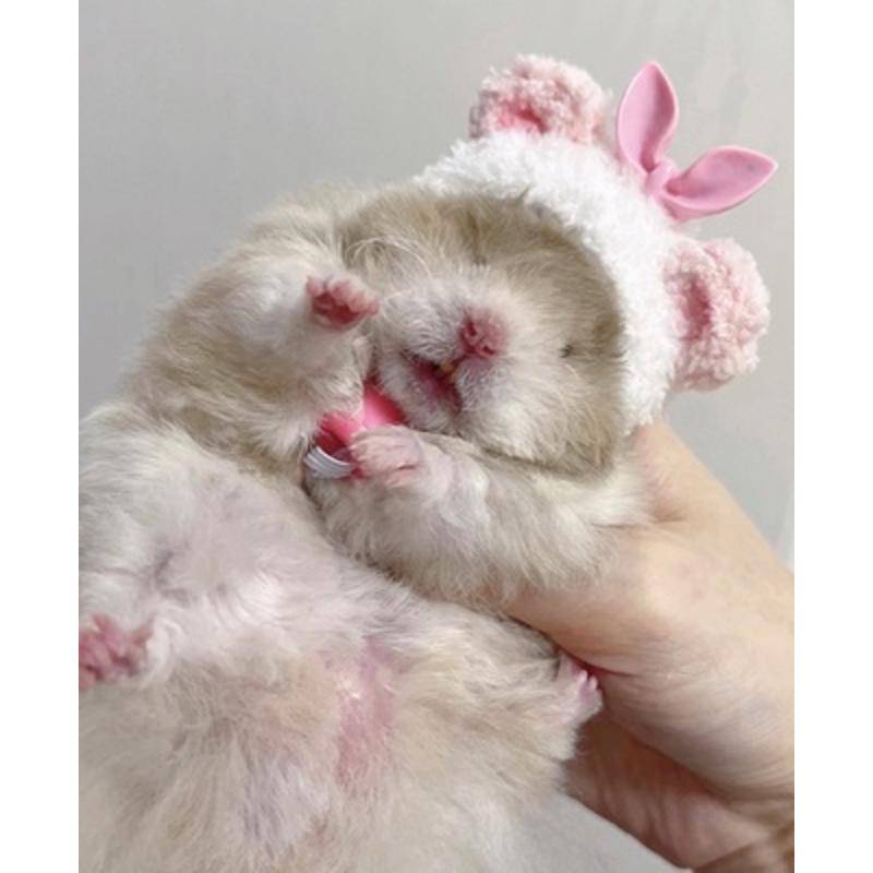 Hamster Hat Clothes Golden Bear Shape Cute Little Hat Ferret Hats, Hand ...
