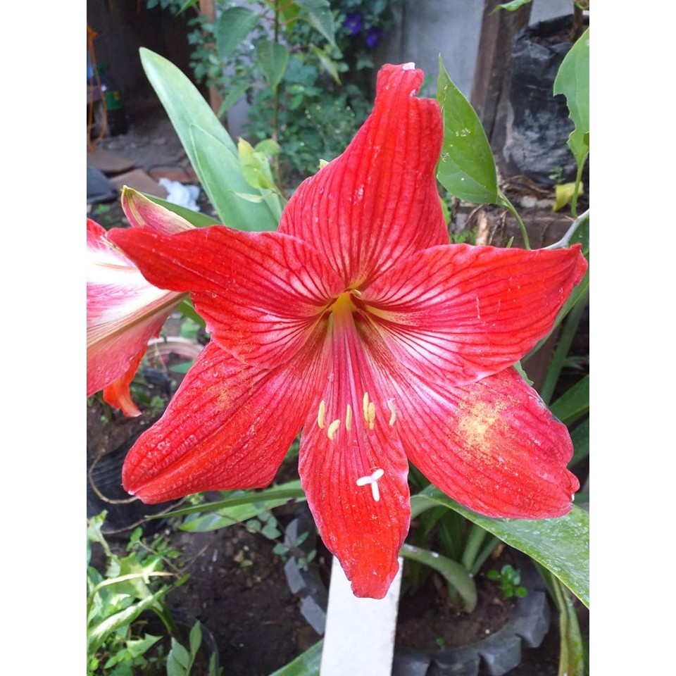 Amaryllis Bulb Lerio Flower | Shopee Philippines