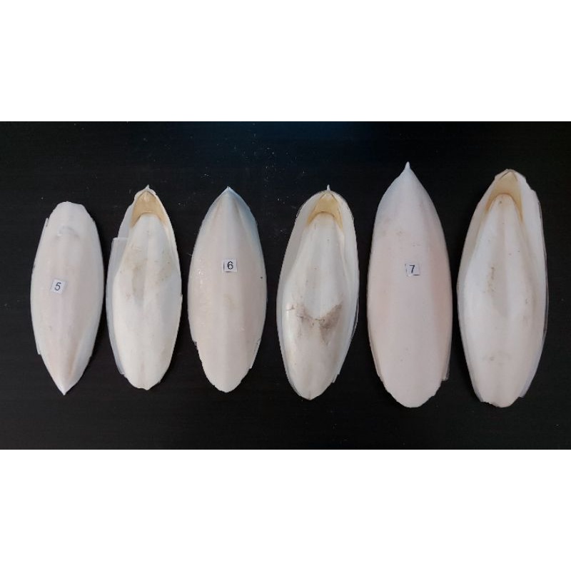 Cuttlebone Magnifica Cuttle Bone Chew Toy [per piece] | Shopee Philippines