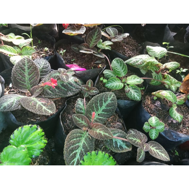 Epecia live for sale (Random variety) seed ling bag | Shopee Philippines