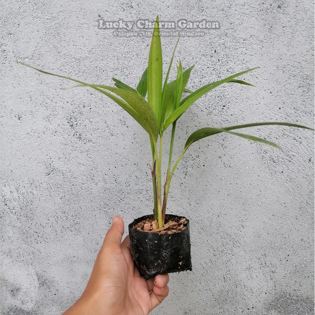 Mini Royal Palm/ Manila Palm/ Christmas Palm Seedlings (shipped with ...
