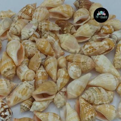 Sicad Pink Small seashells | Shopee Philippines