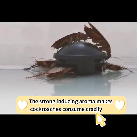 Long Acting Cockroach Bait Roach Killer Safe Anti Touch Cockroach ...