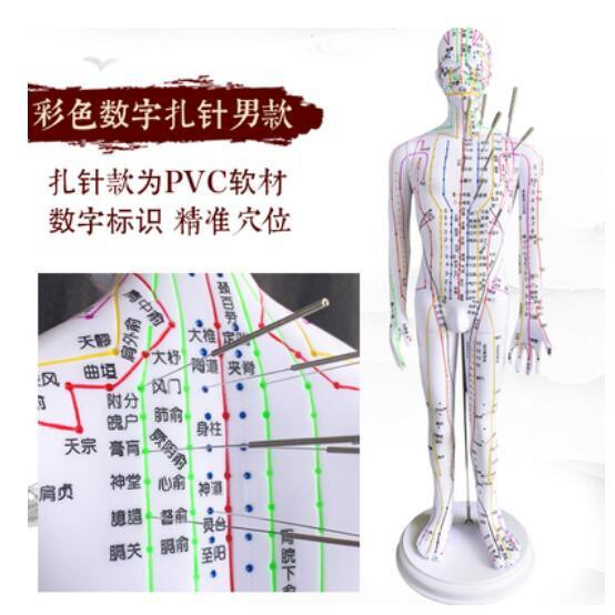 Traditional Chinese Medicine Acupuncture Points Map Human Body Model ...