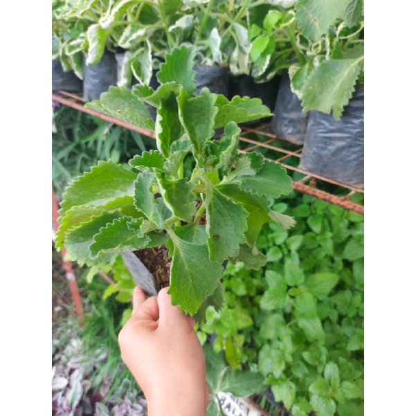 Oregano Herbal (luzon area only) | Shopee Philippines