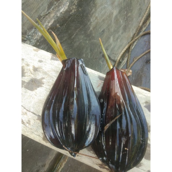 Nipa seedlings pantanim | Shopee Philippines