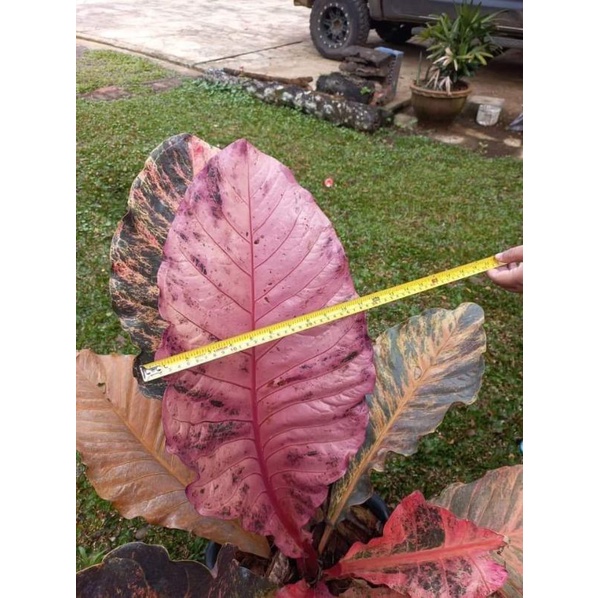Imported SuperPink Thailand Heavy Var antfol orp | Shopee Philippines