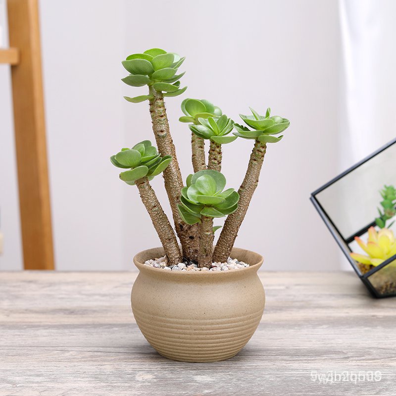 Cactus Succulent Plant Portulaca Molokiniensis Jade Dew Man Chung San ...
