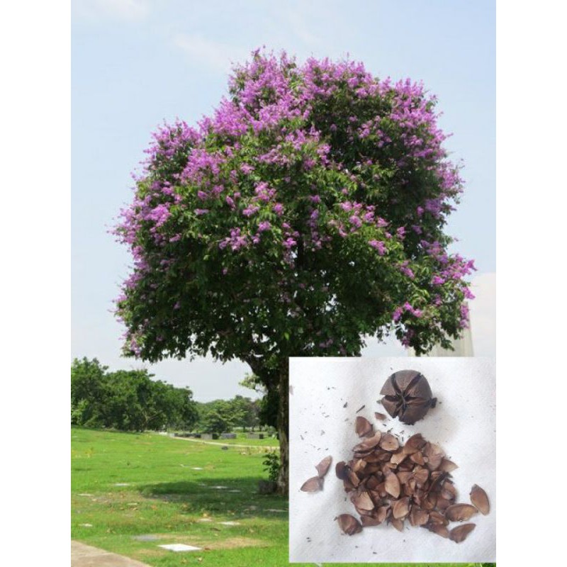 Banaba Seeds Or Lagerstroemia Speciosa, Seeds Only | Shopee Philippines