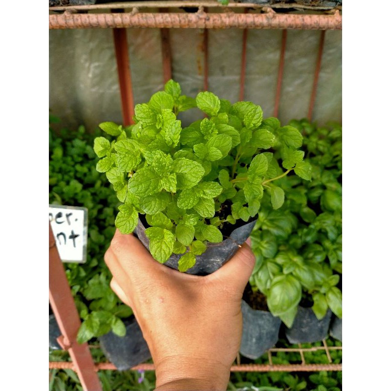 Pepper Mint MINT Herbal | Shopee Philippines