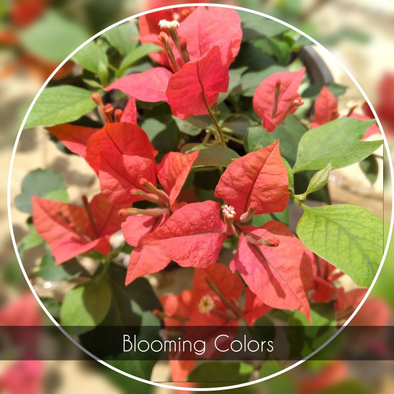 Green Leaf Bougainvillea Stem Cuttings (1 stem, no roots) | Shopee ...