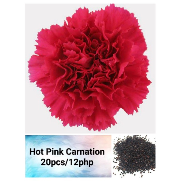 Carnation Hot Pink Seeds (20pcs) | Shopee Philippines