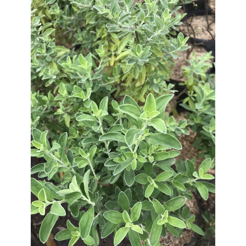 Green Dash live plant | Shopee Philippines