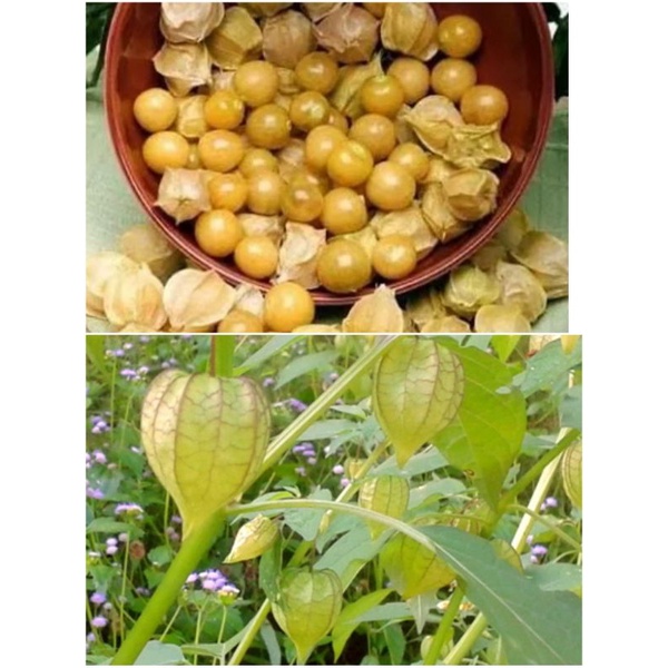 Tino Tino 30 Seeds Cape gooseberry Seeds for Planting | Shopee Philippines