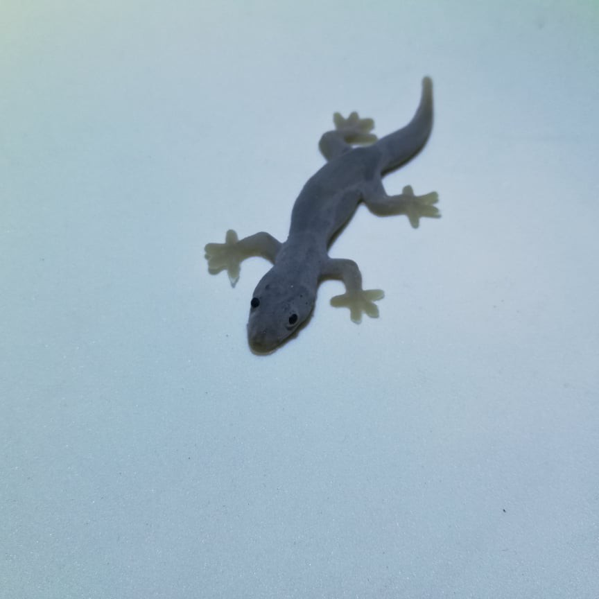 Fake Gecko Scary Cat Toy Kitten | Shopee Philippines