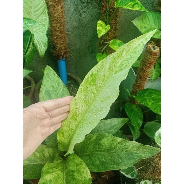 variegated anthurium rainforest live plant | Shopee Philippines