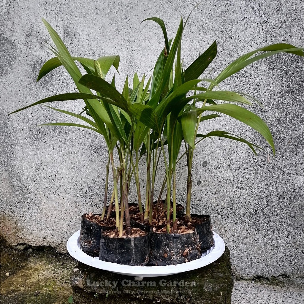 Mini Royal Palm/ Manila Palm/ Christmas Palm Seedlings (shipped with ...