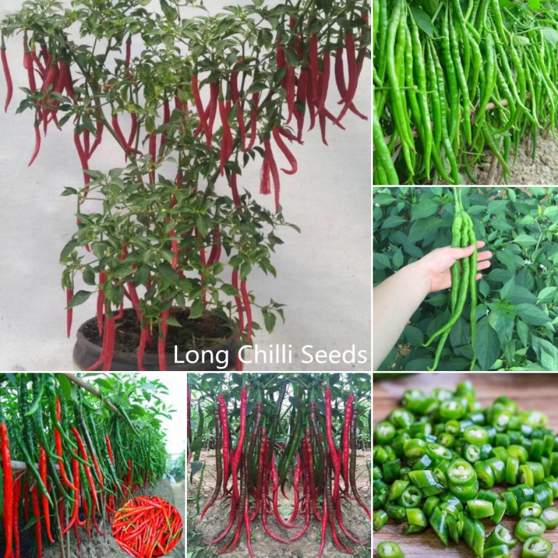 Ready Stock 50Pcs Hybrid Red and Green Long Chilli Seeds for Planting ...