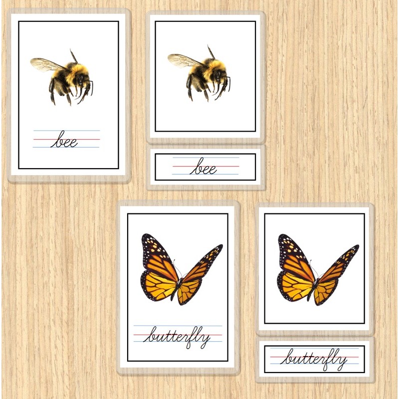 Montessori Three Part Cards - INSECTS - 18 Different Insects | Shopee ...