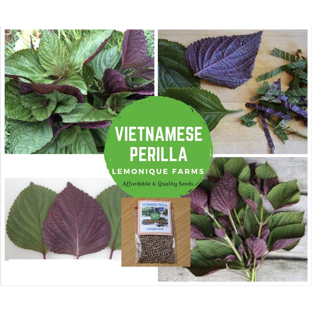 Great Description About Perilla Plant For Sale