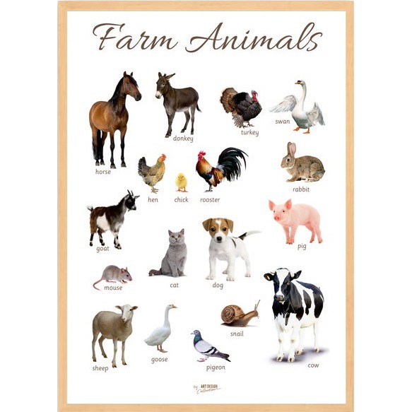 LAMINATED - ANIMAL CHART l A4 A3 SIZE | Shopee Philippines