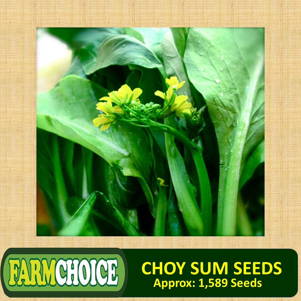 CHOY SUM / TSOI SUM / CHOI SUM SEEDS (5grams) | Shopee Philippines