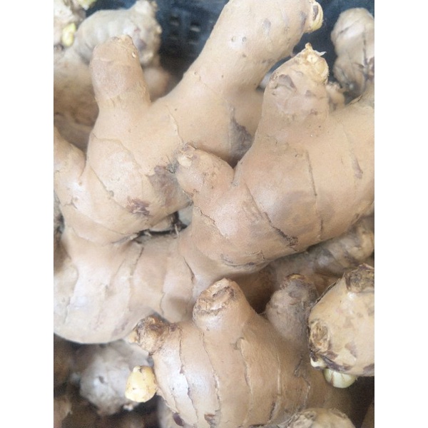 Luyang native sold per kg | Shopee Philippines