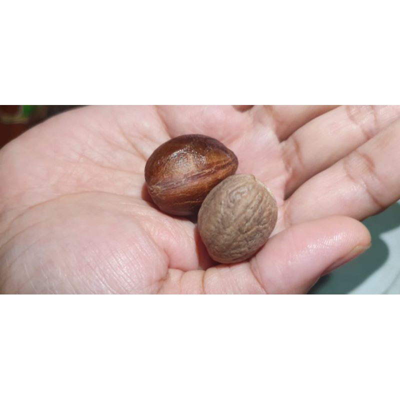 My Nutmeg Seeds Are My Shame | With An Estimated Shell Of 50 Grams/10 ...