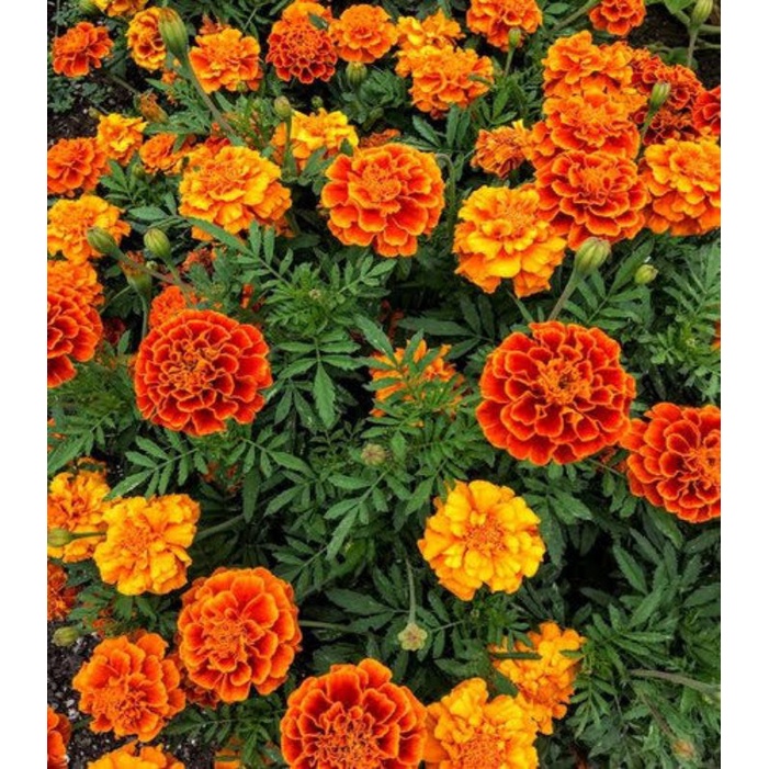 MARIGOLD MIX COLOR 15 SEEDS | Shopee Philippines