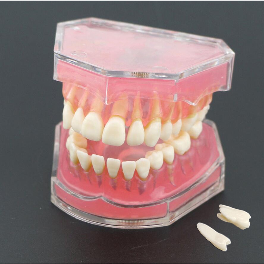 Dental Study Teaching Model Standard Model Removable Teeth Soft Gum ...