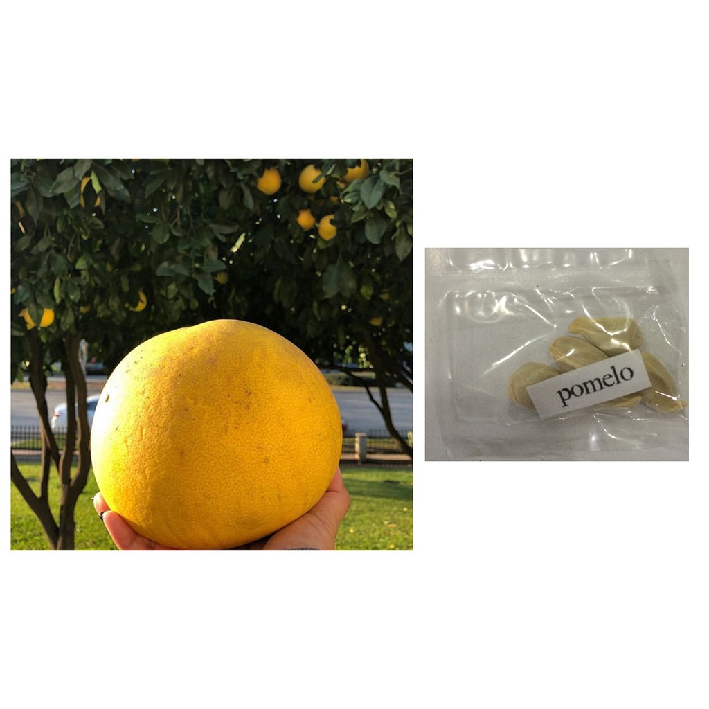 Thai pomelo citrus tree plant bonsai dwarf suha seeds | Shopee Philippines